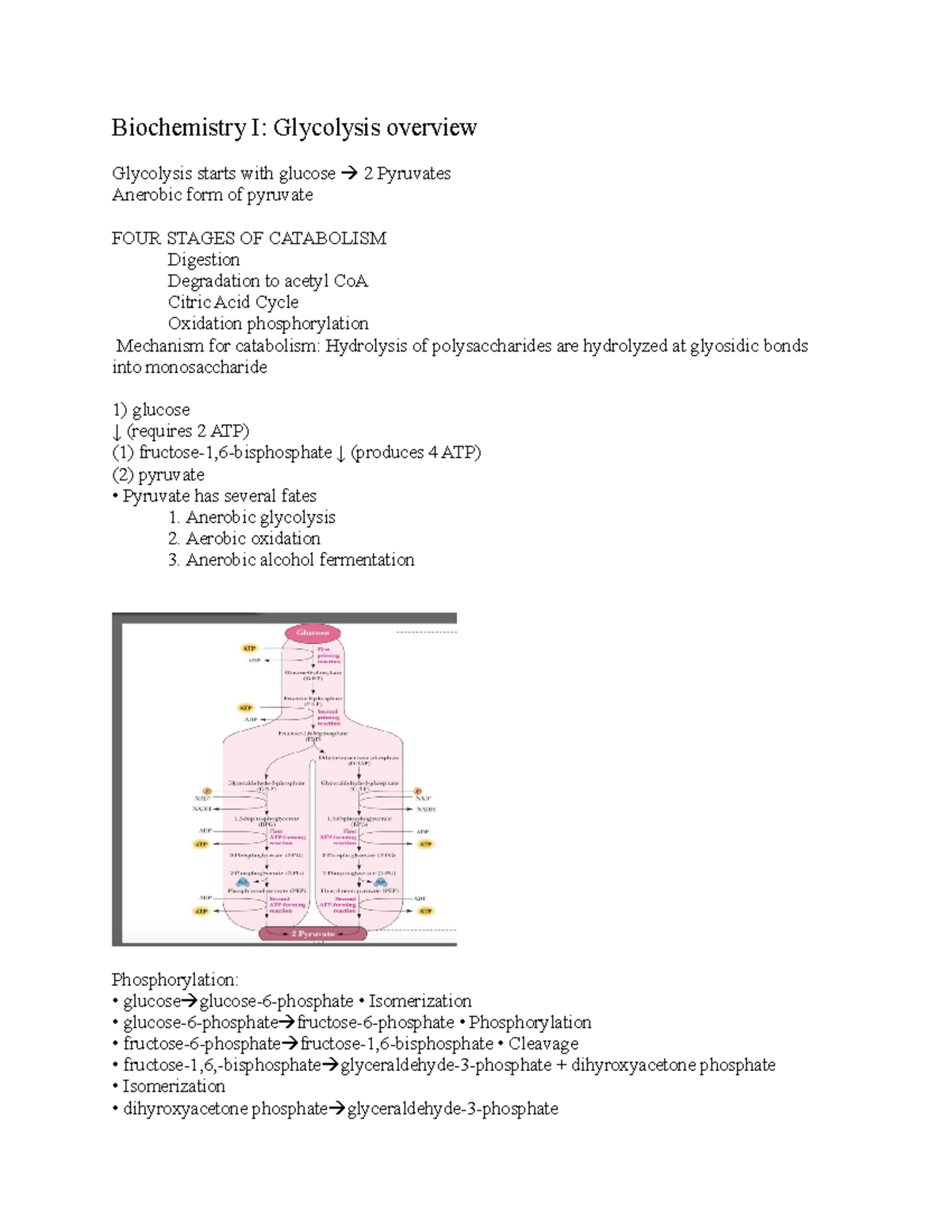 Biochemistry I glycolysis - The malt sugar solution is boiled with Hops ...