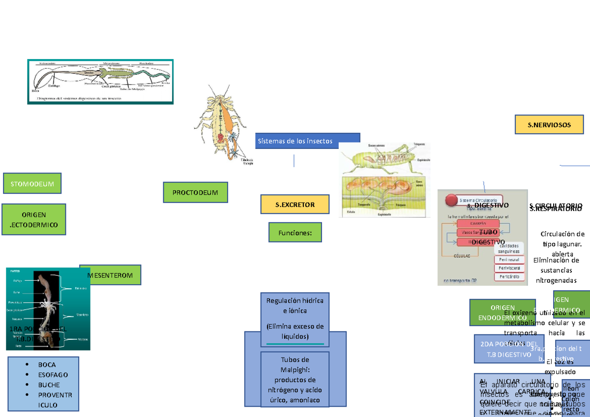 Sistemas sara - wee - Funciones: El aparato circulatorio de los ...