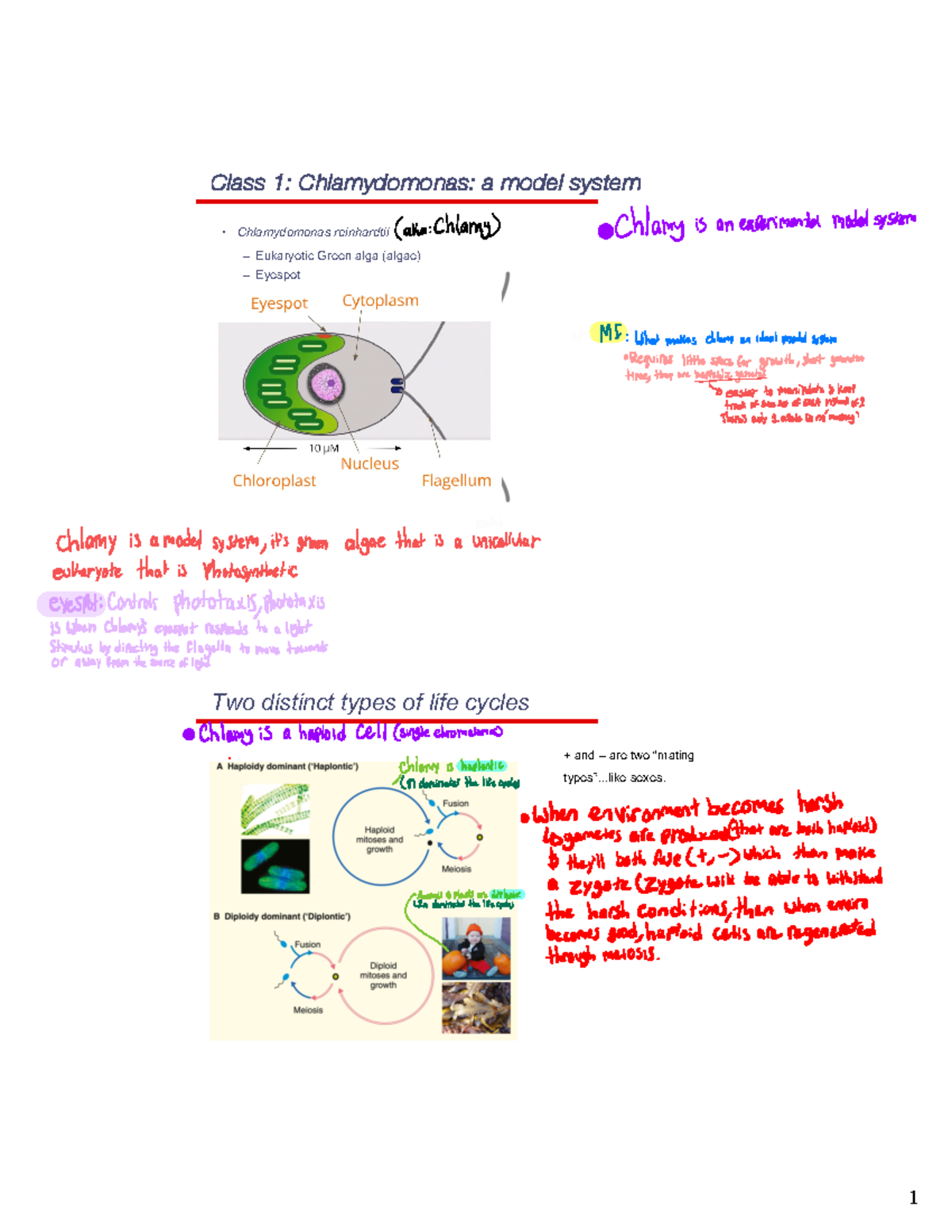 Cycle 1 lecture 1 - Maxwell - Class 1 : Chlamydomonas: a model system ...