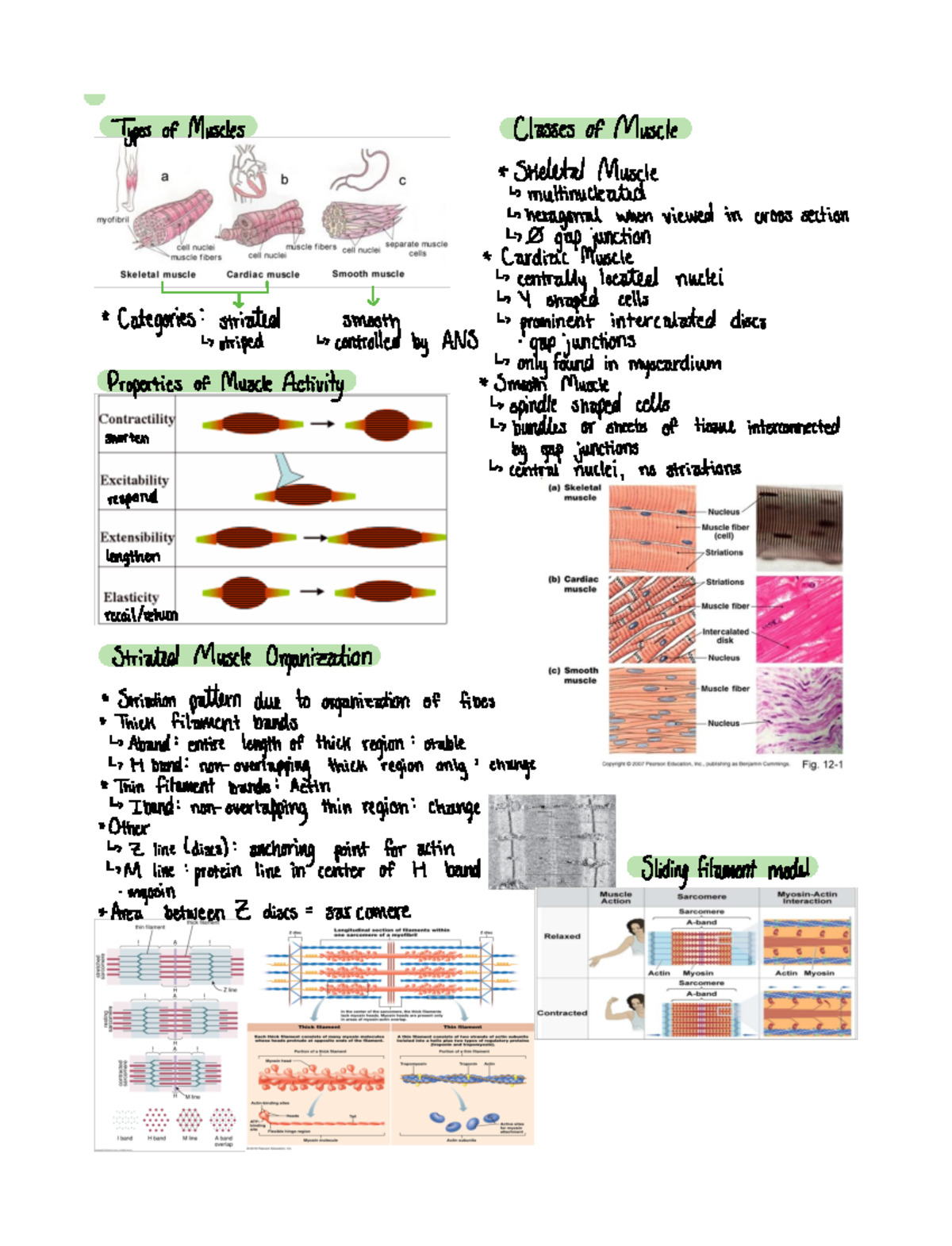 Muscle tissue - Professor: Dr. Eade - BIOL 217 - Studocu