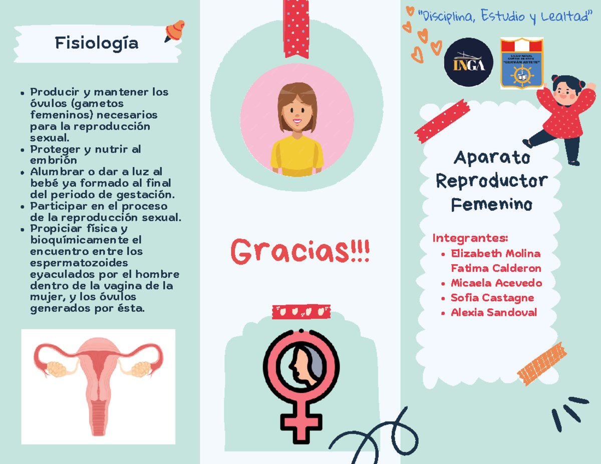 Triptico - aparato reproductor femenino - Gracias!!! Aparato Reproductor Femenino Elizabeth ...