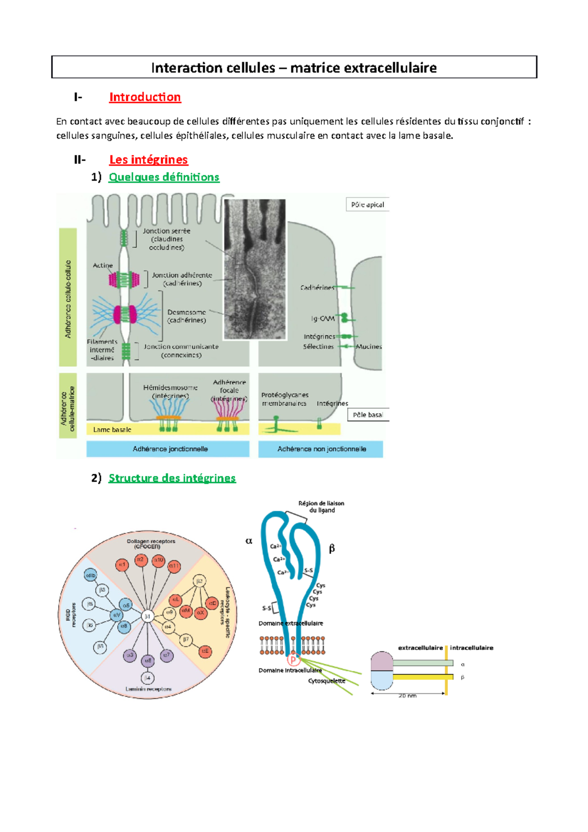 Interaction cellules-matrice - Interaction cellules – matrice ...