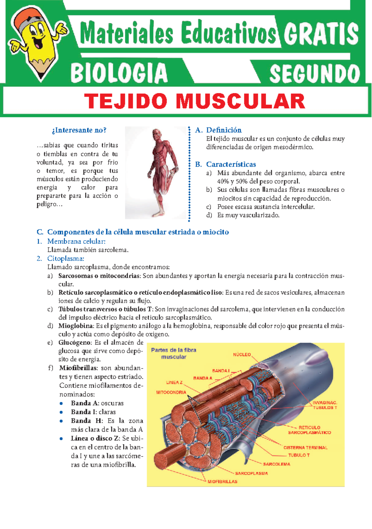 DOC-20240926-WA0001 - Biologua 1 - C. Componentes de la célula muscular ...