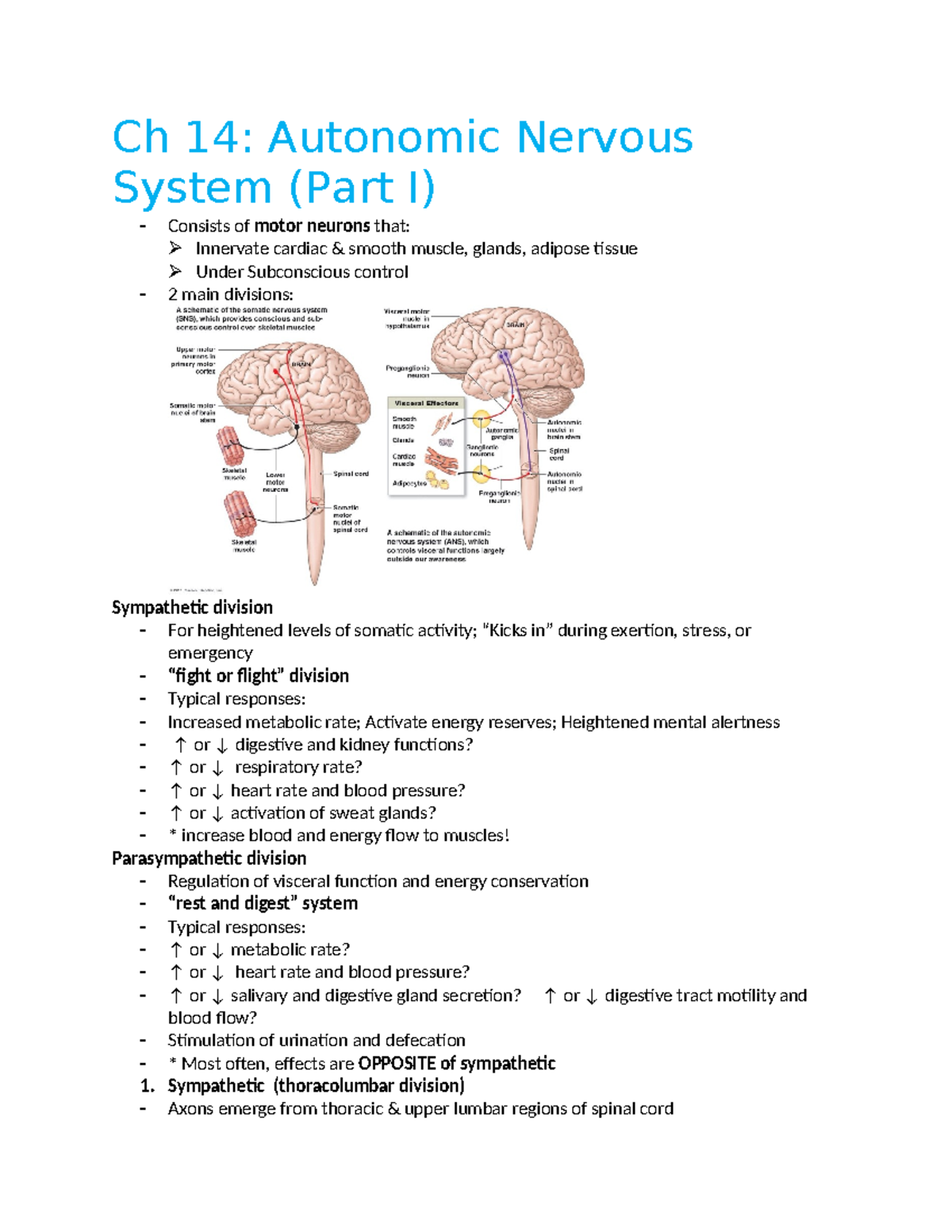 Ch 14 part 4 - notes - Ch 14: Autonomic Nervous System (Part I ...