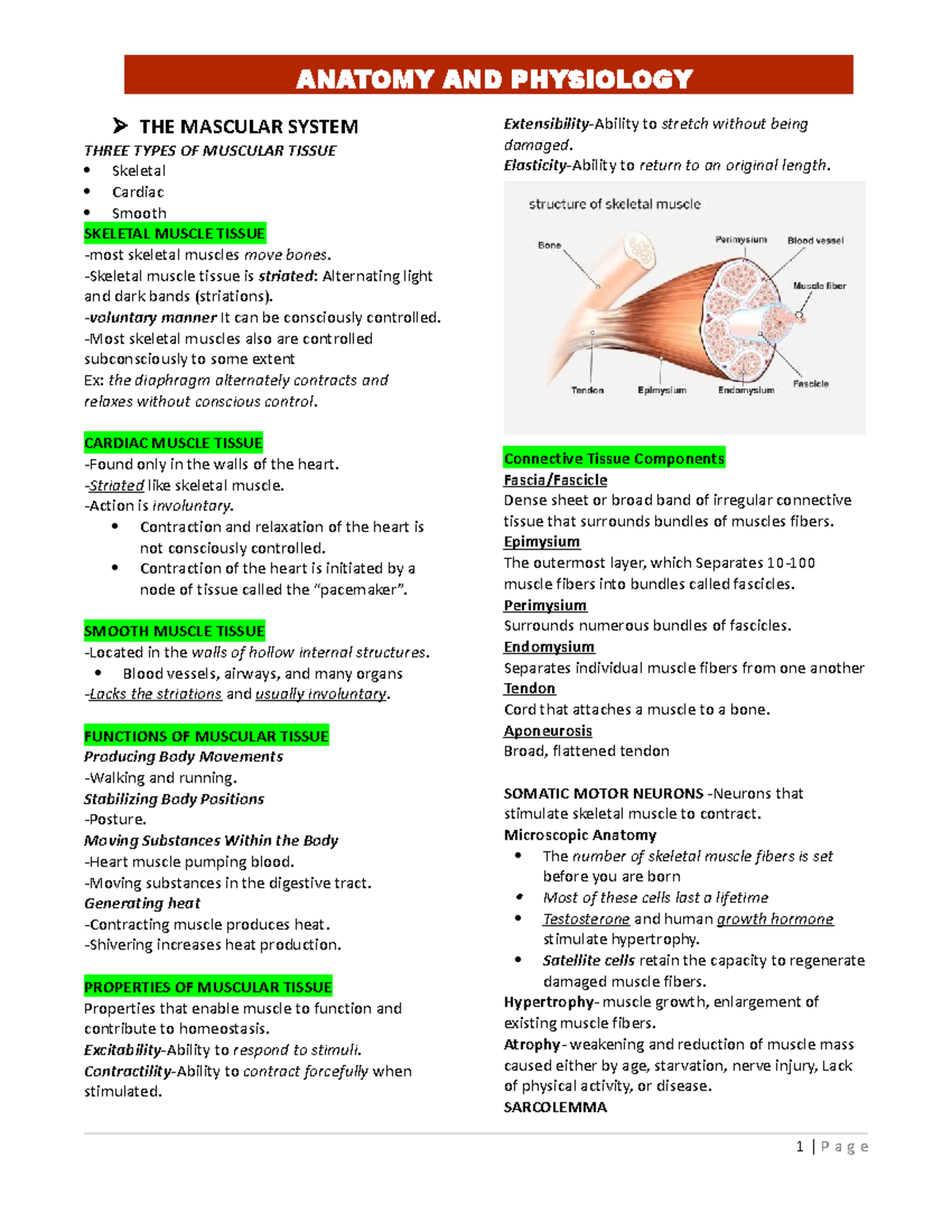 Anaphy Midterms Reviewer BSN 1 - THE MASCULAR SYSTEM THREE TYPES OF ...