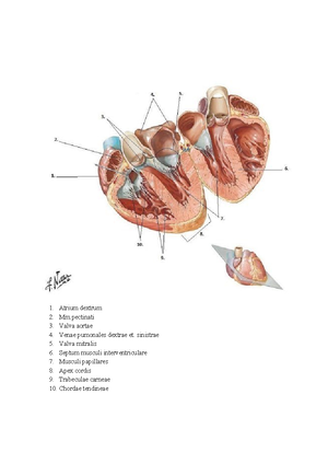 Internal Organs system - SYSTEMA DIGESTORIUM It is divided into ...