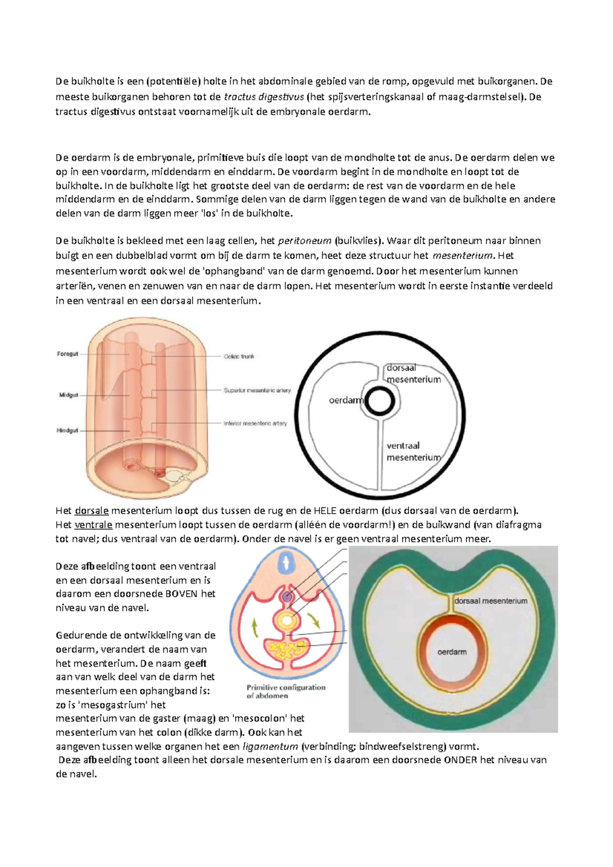 anatomiesamenvatting - De buikholte is een holte in het abdominale ...