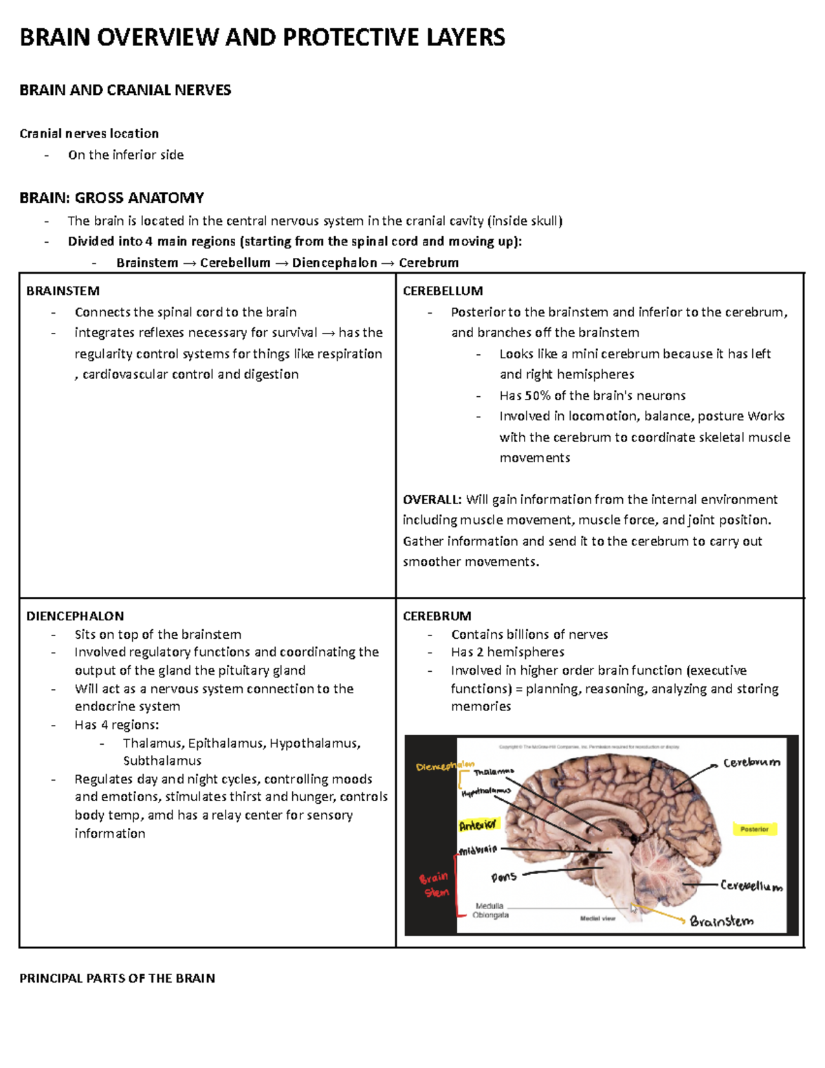 Week 5 - ...... - BRAIN OVERVIEW AND PROTECTIVE LAYERS BRAIN AND ...