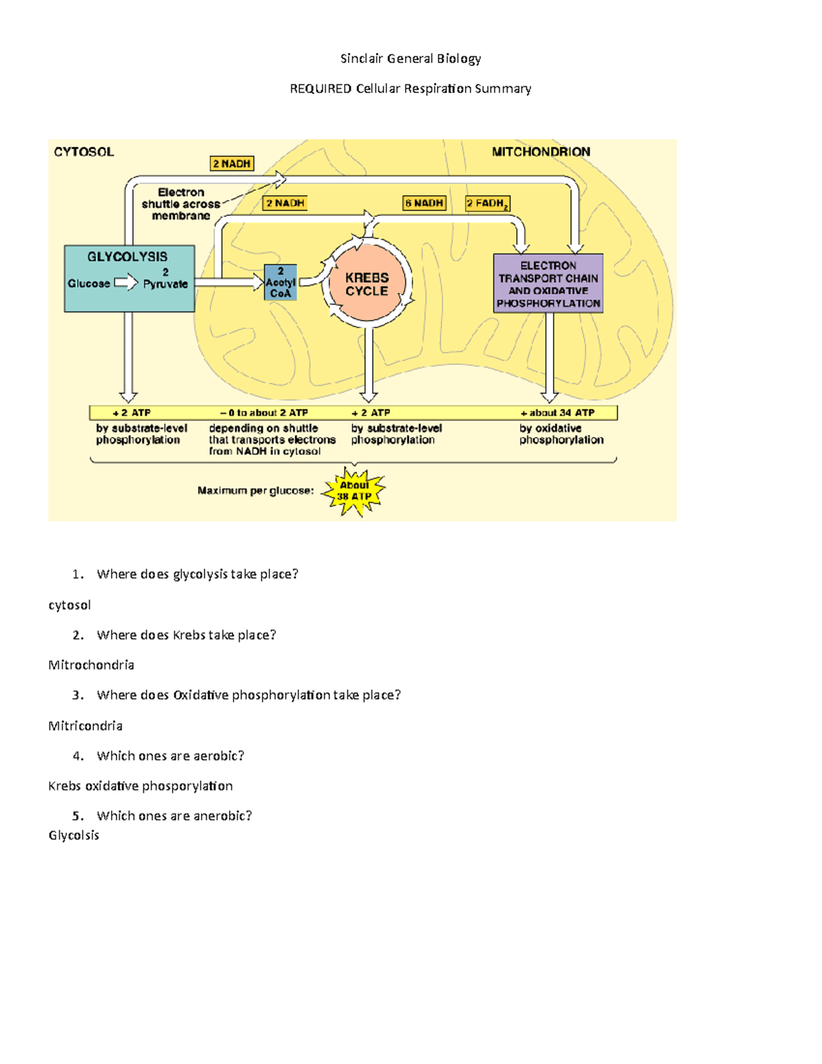 Sinclair biology Required glycolysis krebs oxidation phosphorylation ...
