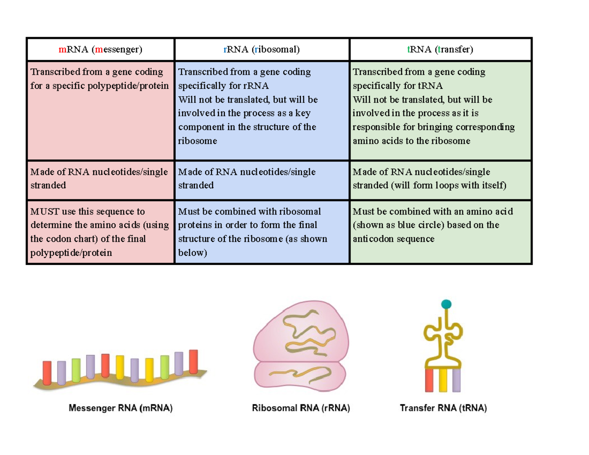 Three types of RNA - mRNA (messenger) rRNA (ribosomal) tRNA (transfer ...