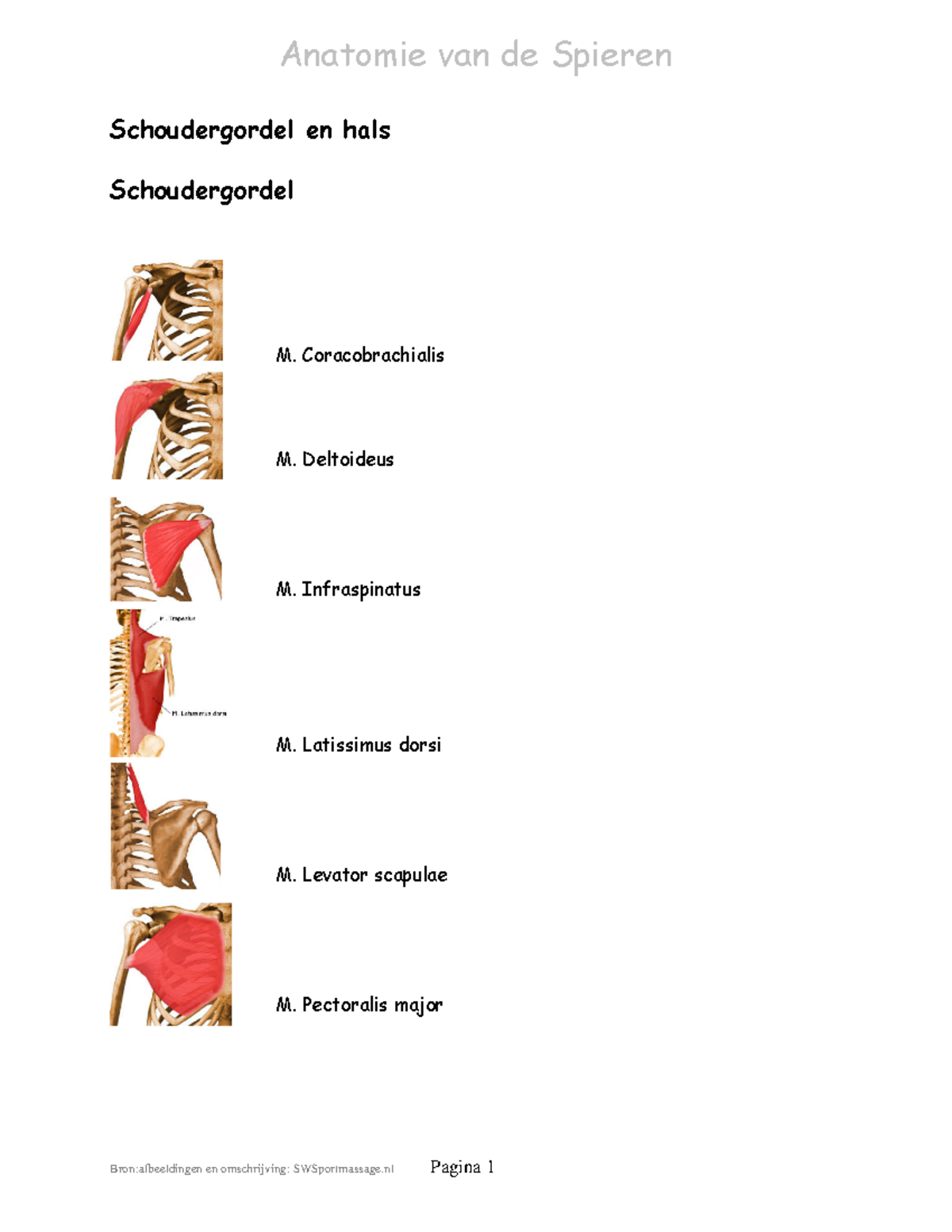 Anatomie spieren functie origo en inserties - Anatomie van de Spieren ...