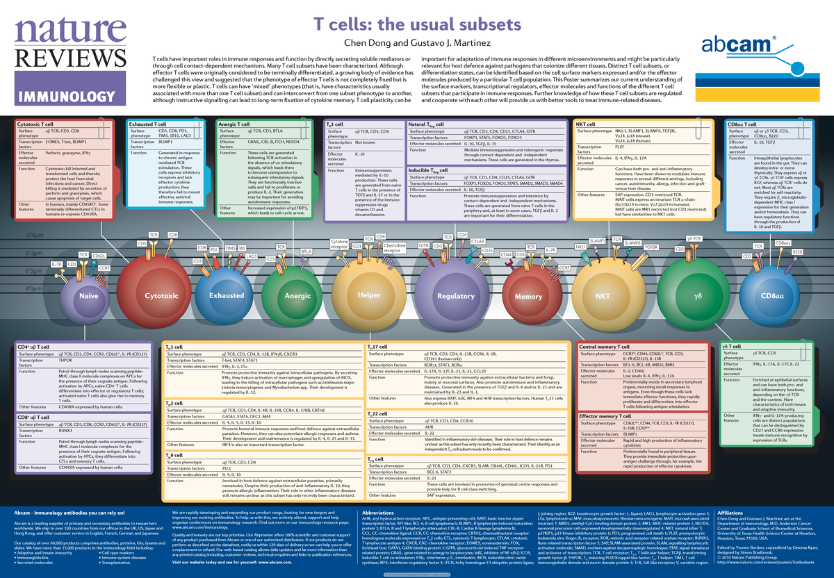Subpoblaciones linfocitos - Nature - TCR TCR TCR BTLA CCR CD62L IL-7R CD IL-7R NK1. SLAMF1 TCR ...