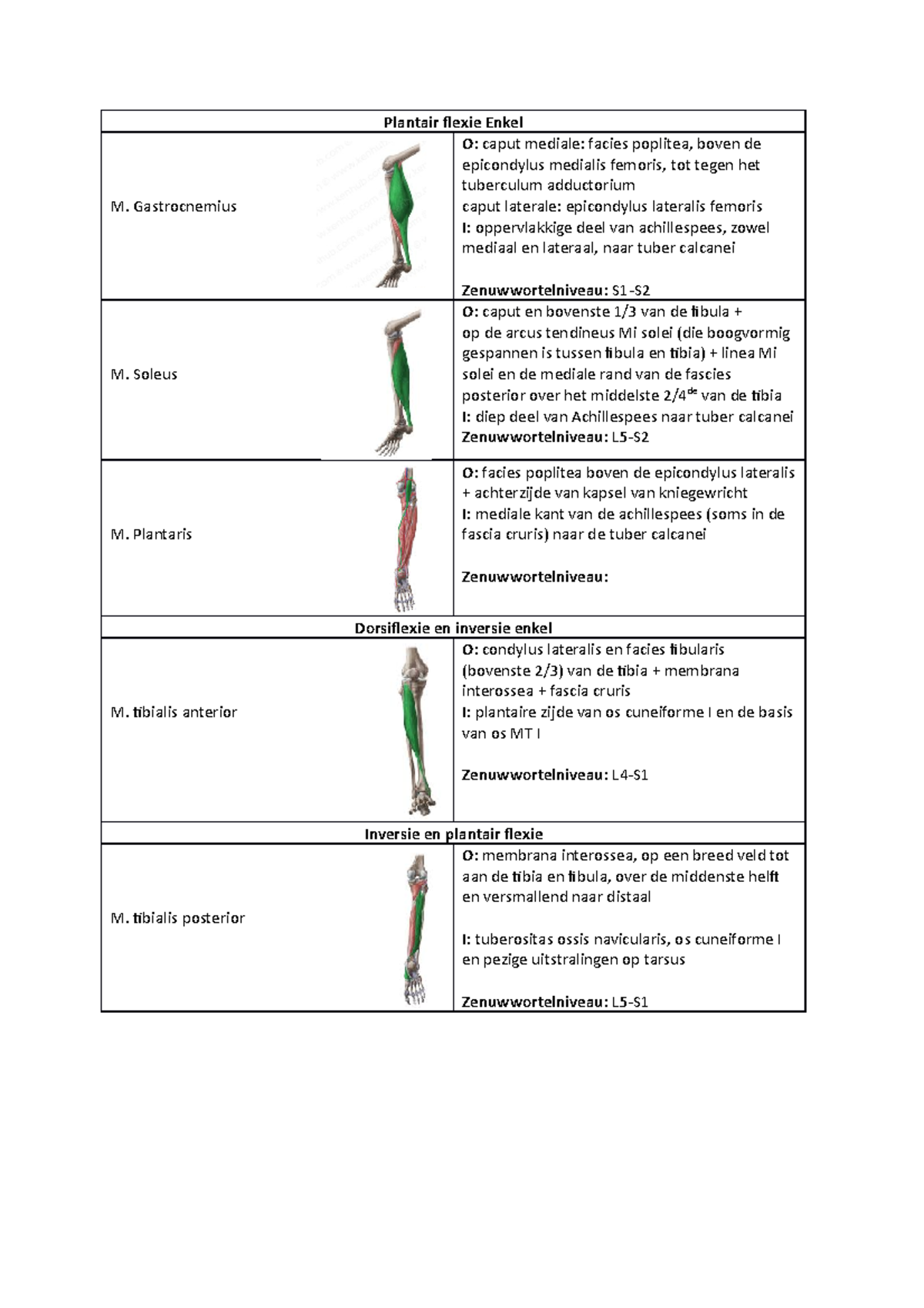MST Enkel en VOET spierkaartjes - Plantair flexie Enkel M ...