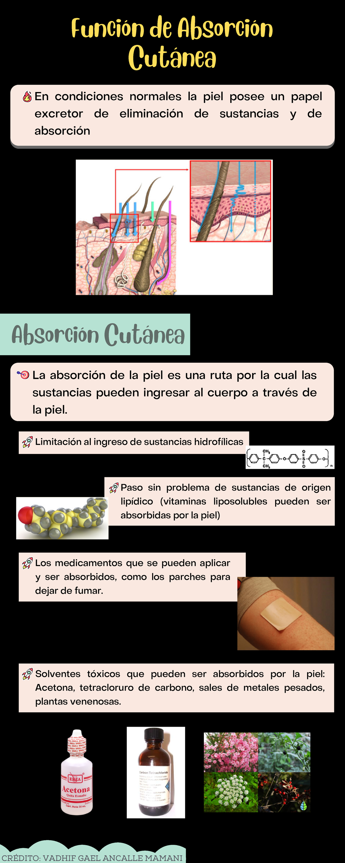 Tarea académica semana 5 Vadhif Ancalle - Absorción Cutánea En ...
