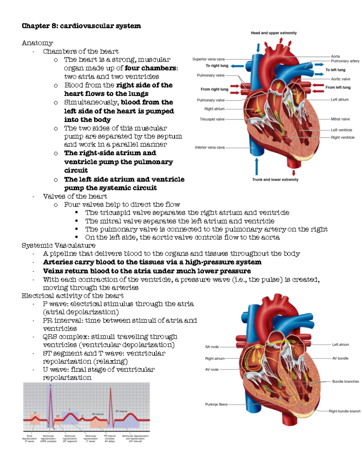 Chapter 8 - Cardiovascular system: anatomy, examination, and ...