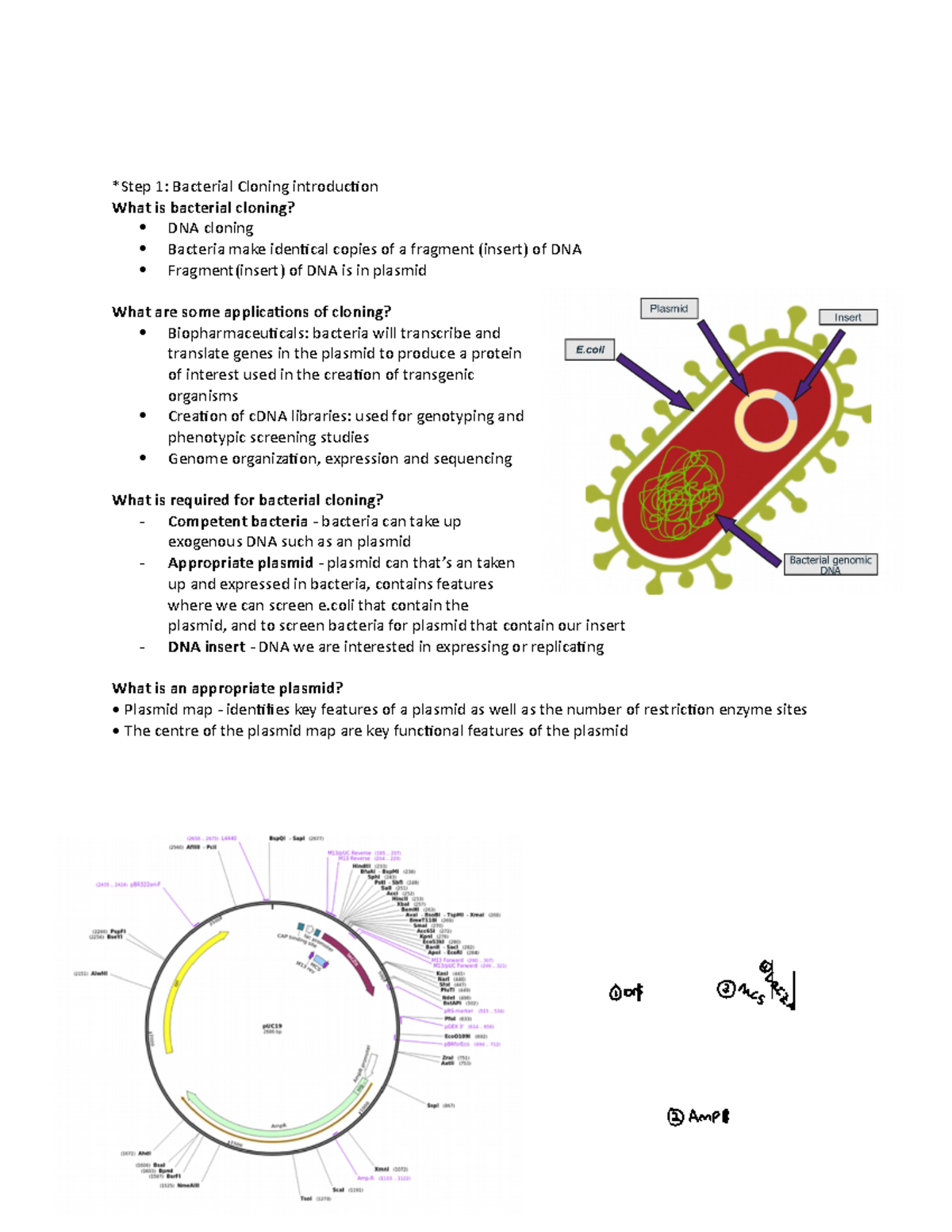 Final Exam Note-2290 - *Step 1: Bacterial Cloning introduction What is ...