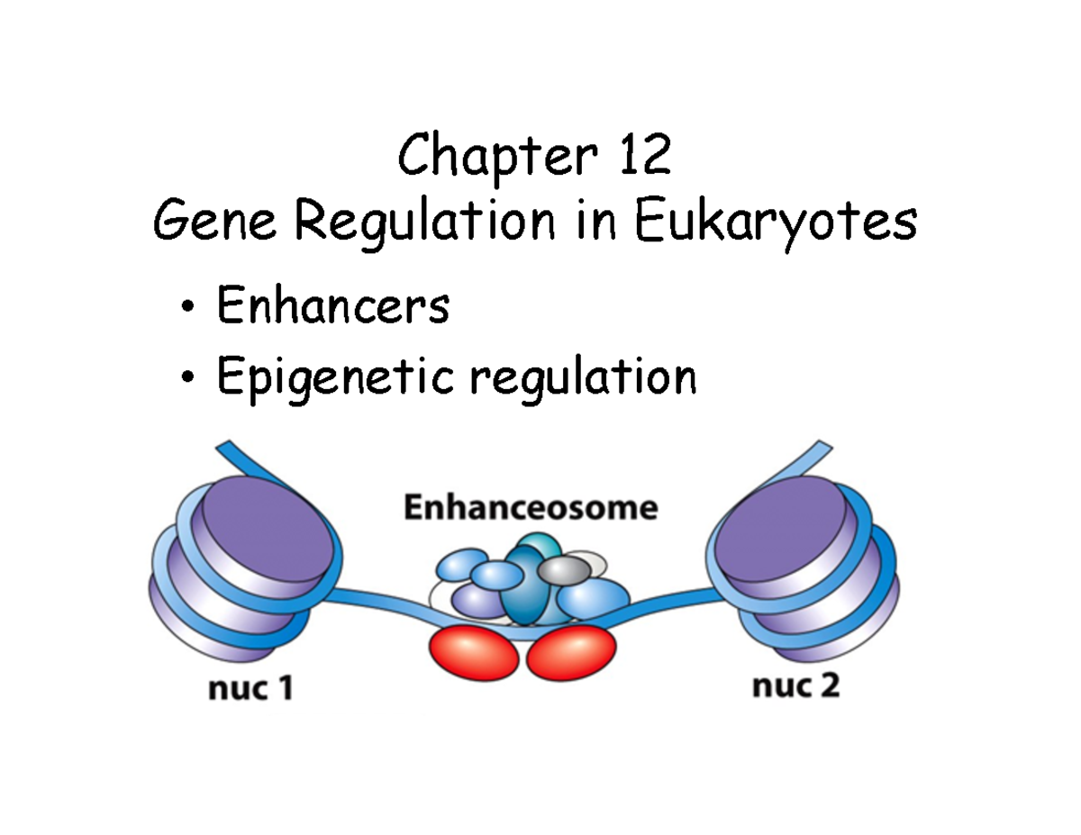 Chapter 12 for BB - Lecture notes 12 - Chapter 12 Gene Regulation in ...