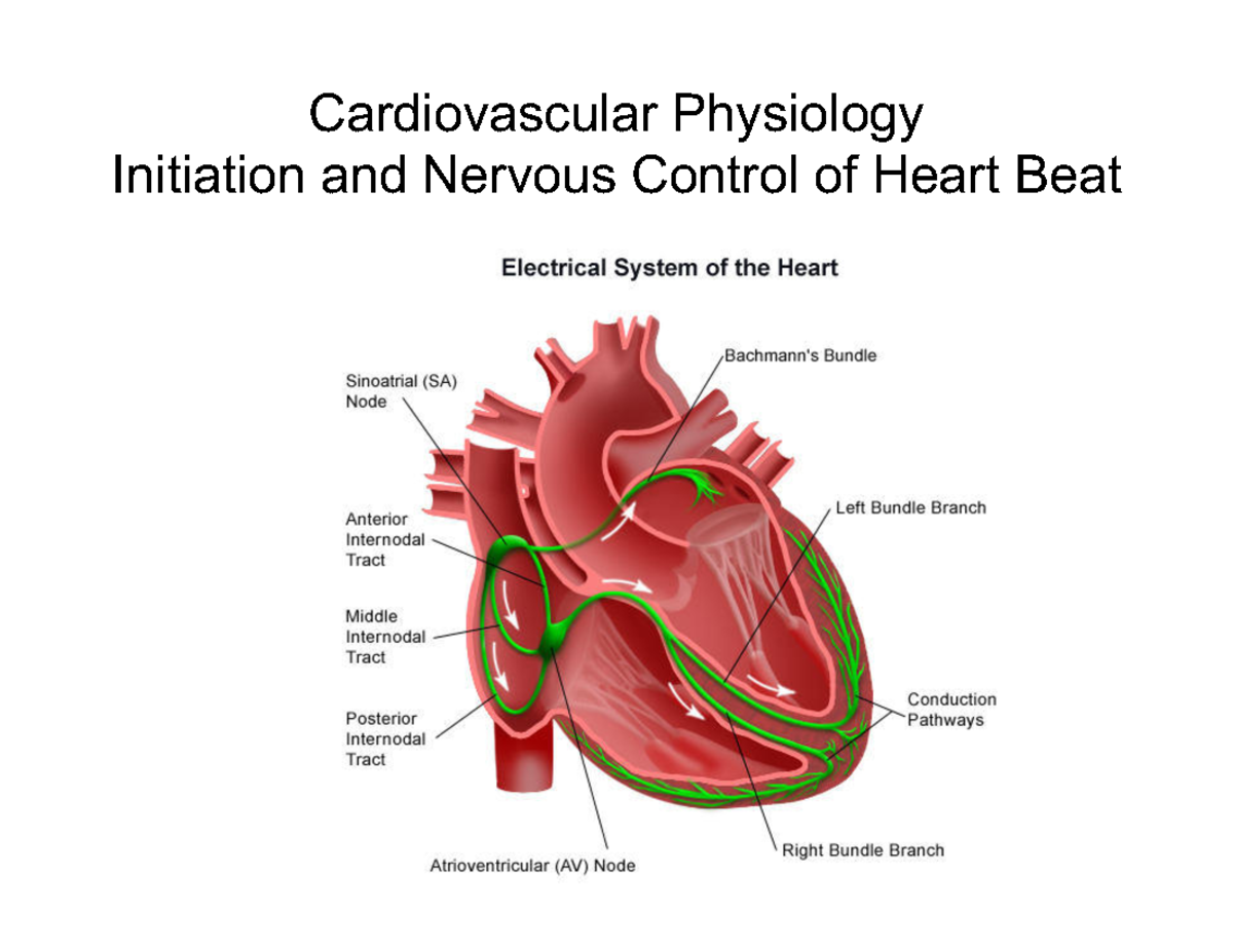 Chapter 4 Initiation and Nervous Control - Cardiovascular Physiology ...