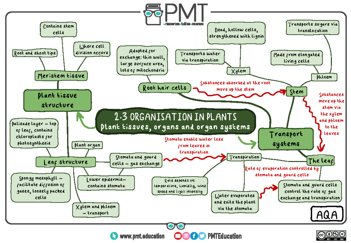2.3 Organisation in Plants - 2 ORGANISATION IN PLANTS Plant tissues ...