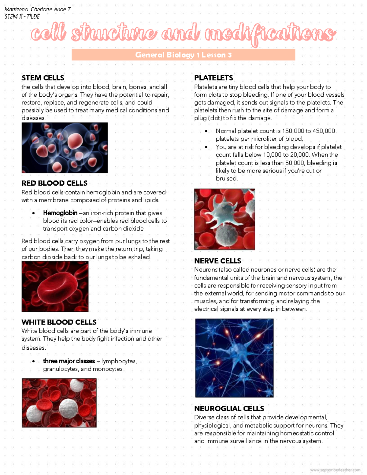 Cell Structure and modifications - STEM CELLS the cells that develop ...