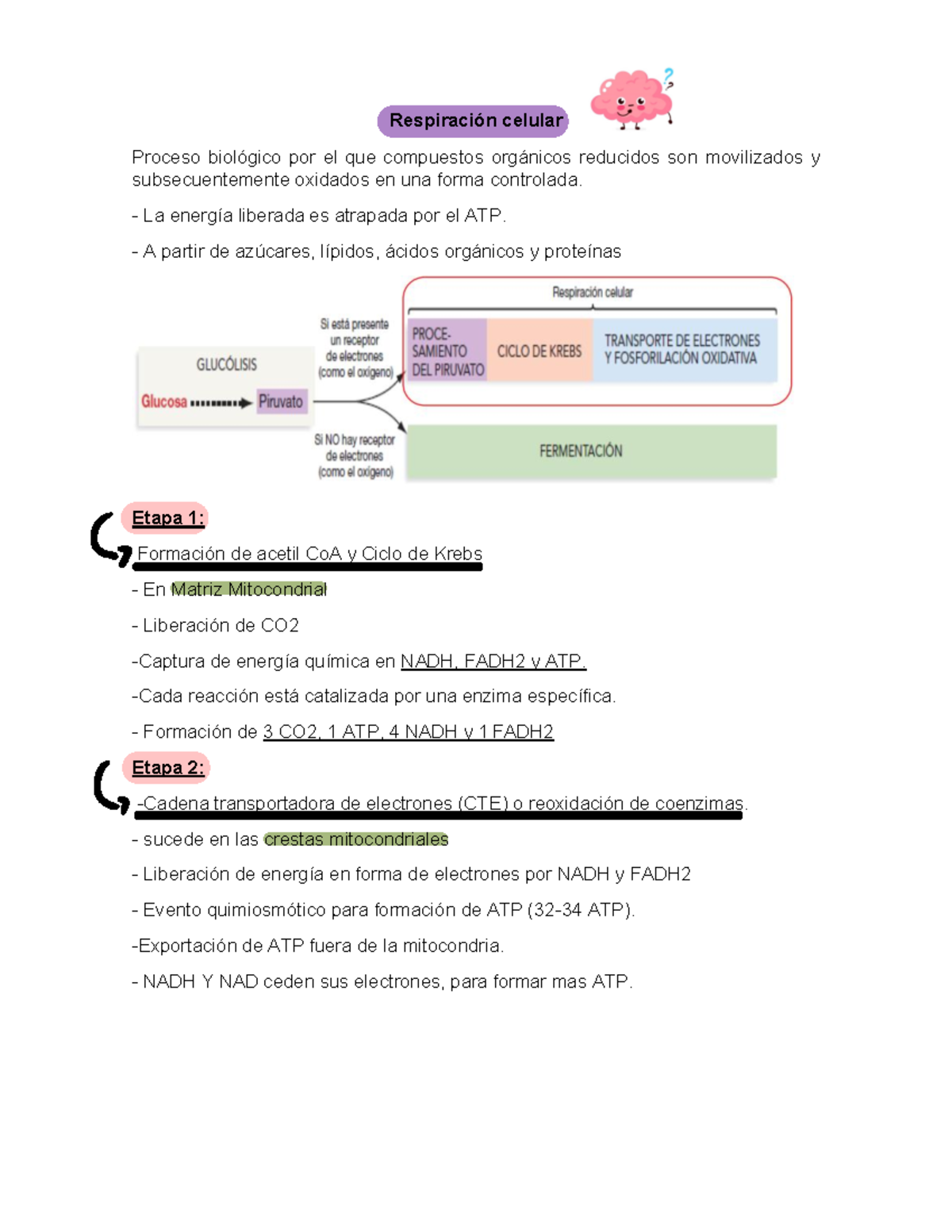 Resumen Biologia II Parcial-82 - Respiración celular Proceso biológico ...