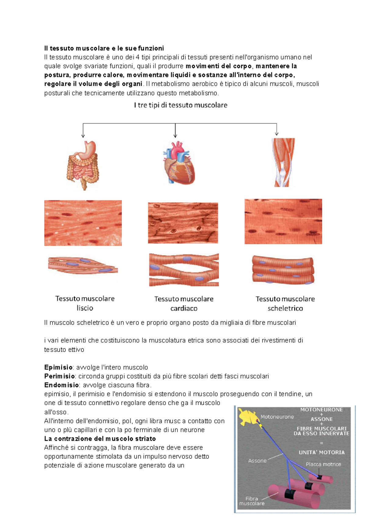 Tessuto muscolare - Il metabolismo aerobico è tipico di alcuni muscoli ...