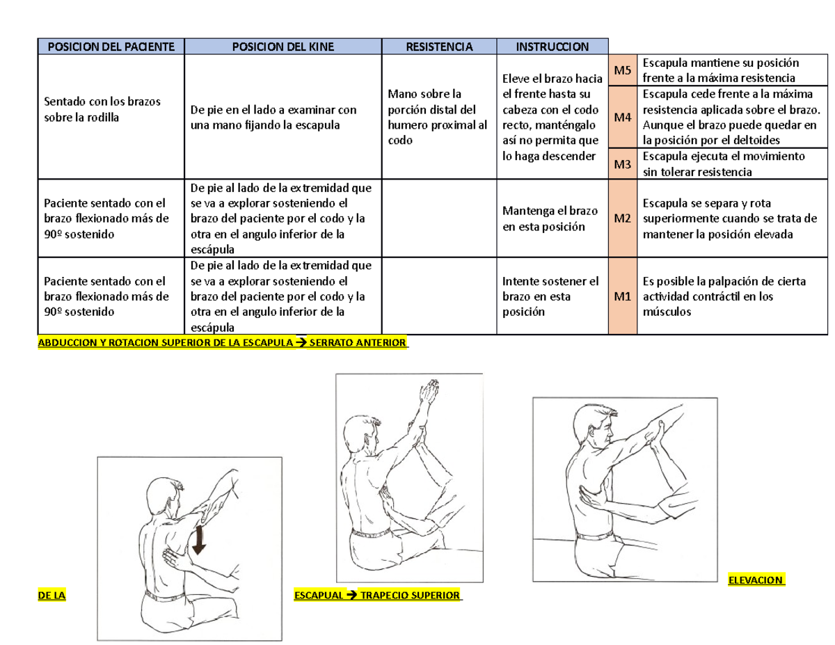 Pruebas musculares de escapula - POSICION DEL PACIENTE Sentado con los ...
