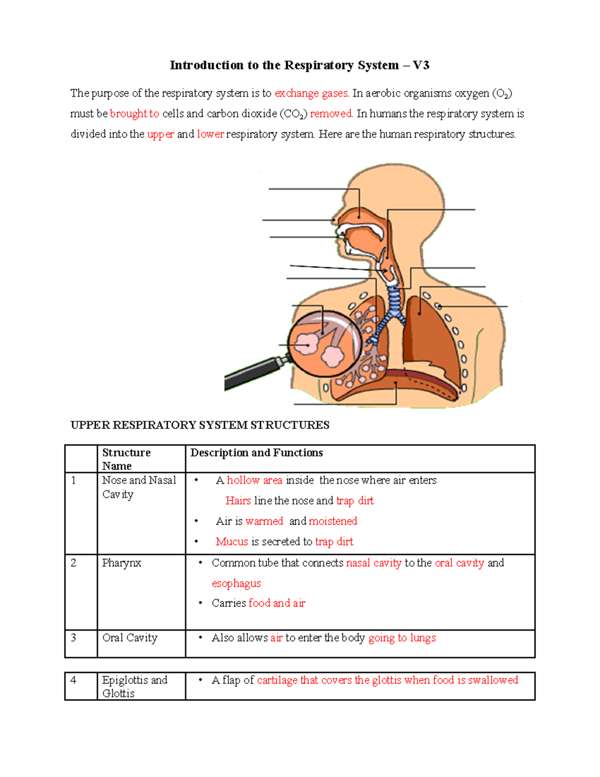 respiratory system worksheet - Introduction to the Respiratory System ...