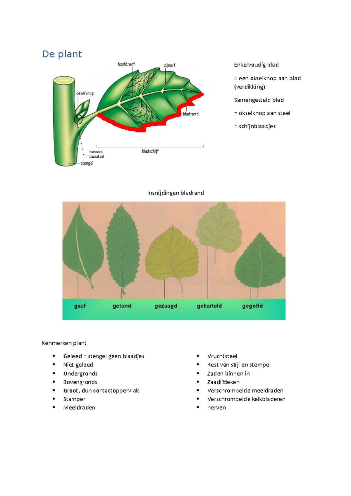 De plant - De plant Enkelvoudig blad = een okselknop aan blad ...
