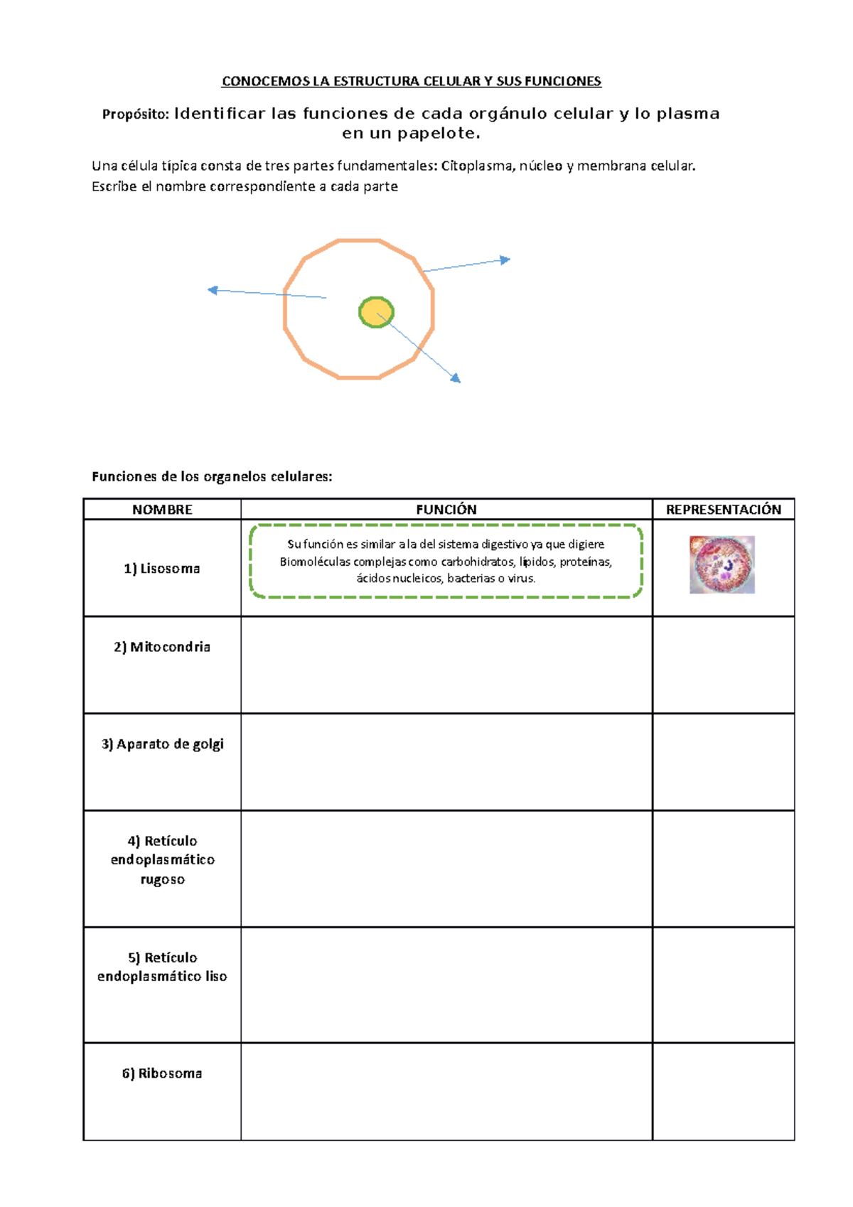 Sesión estructura celular y funciones 23 junio - CONOCEMOS LA ...