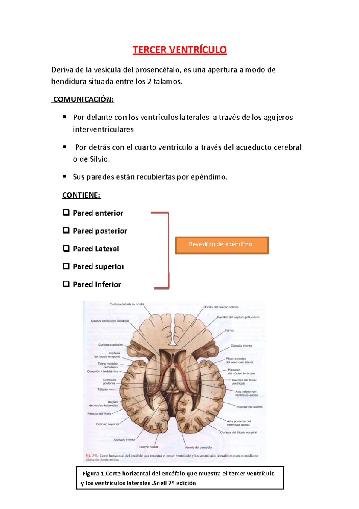 Tercer Ventrículo - estudios - TERCER VENTRÍCULO Deriva de la vesícula ...