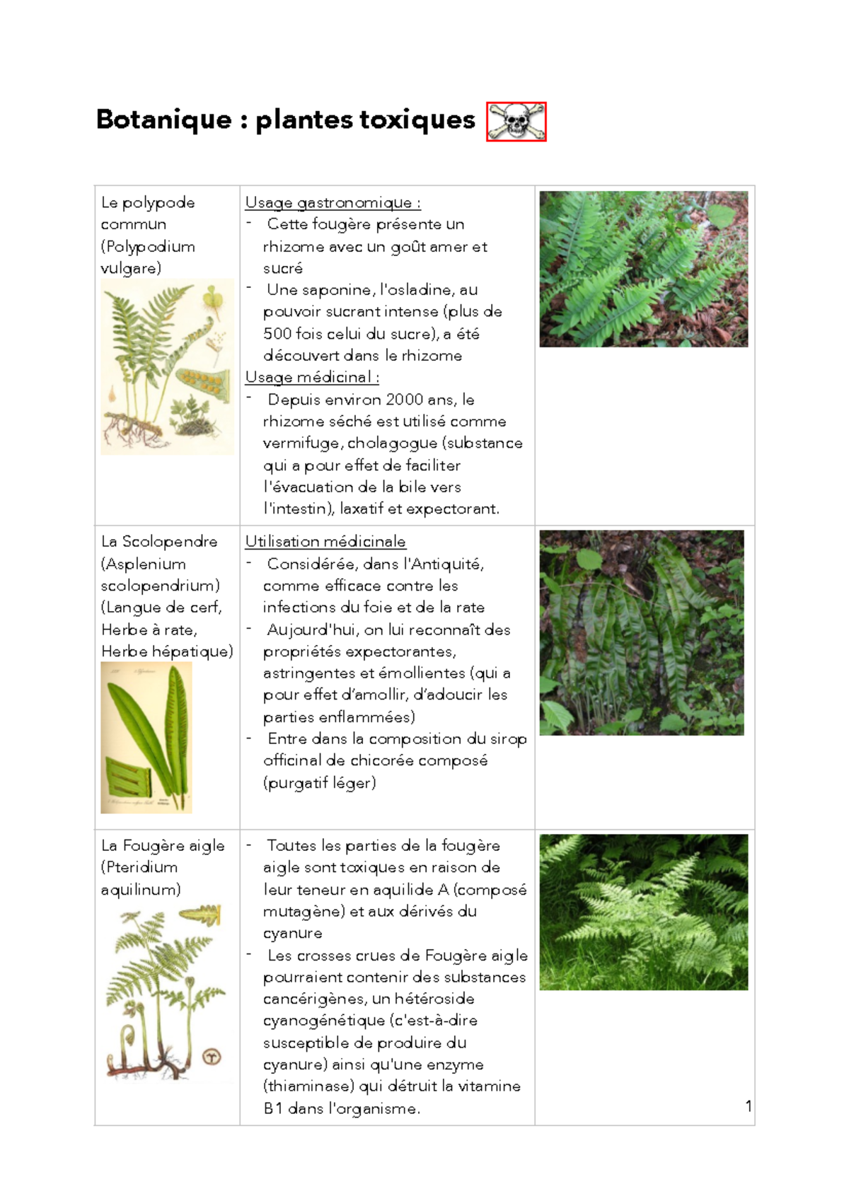 Plantes toxiques - Botanique : plantes toxiques 1 Usage gastronomique ...
