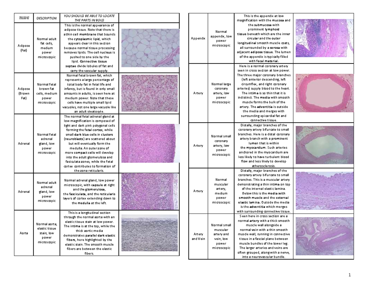 Normal Stains - histology - TISSUE DESCRIPTION YOU SHOULD BE ABLE TO ...