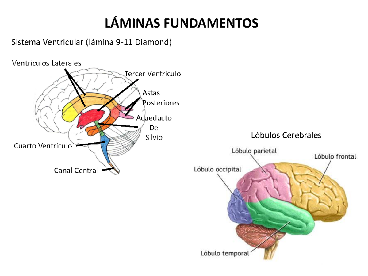 Láminas explicativas Psicobiología - Ventrículos Laterales Tercer ...