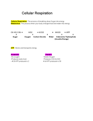 Cellular Respiration Flowchart - Name ________________________ Date ...
