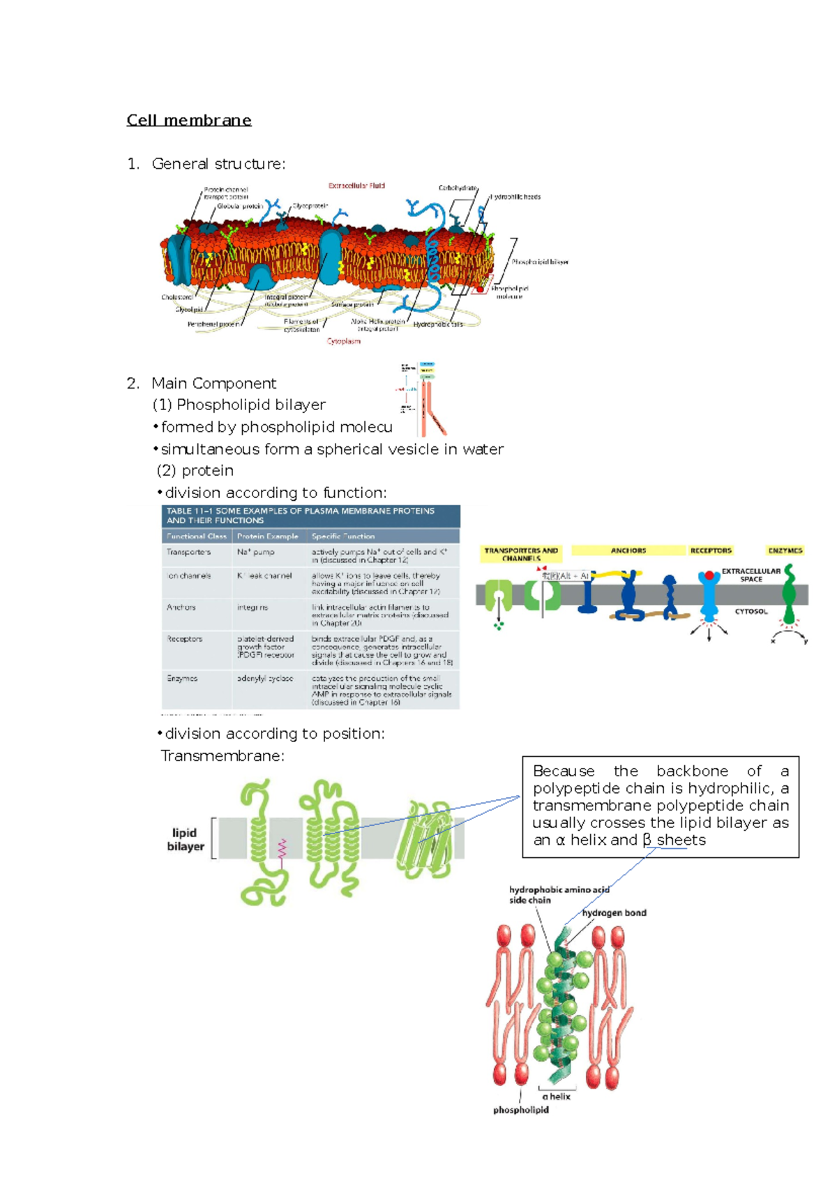 Cell bio - lecture notes for exam - Cell membrane General structure ...