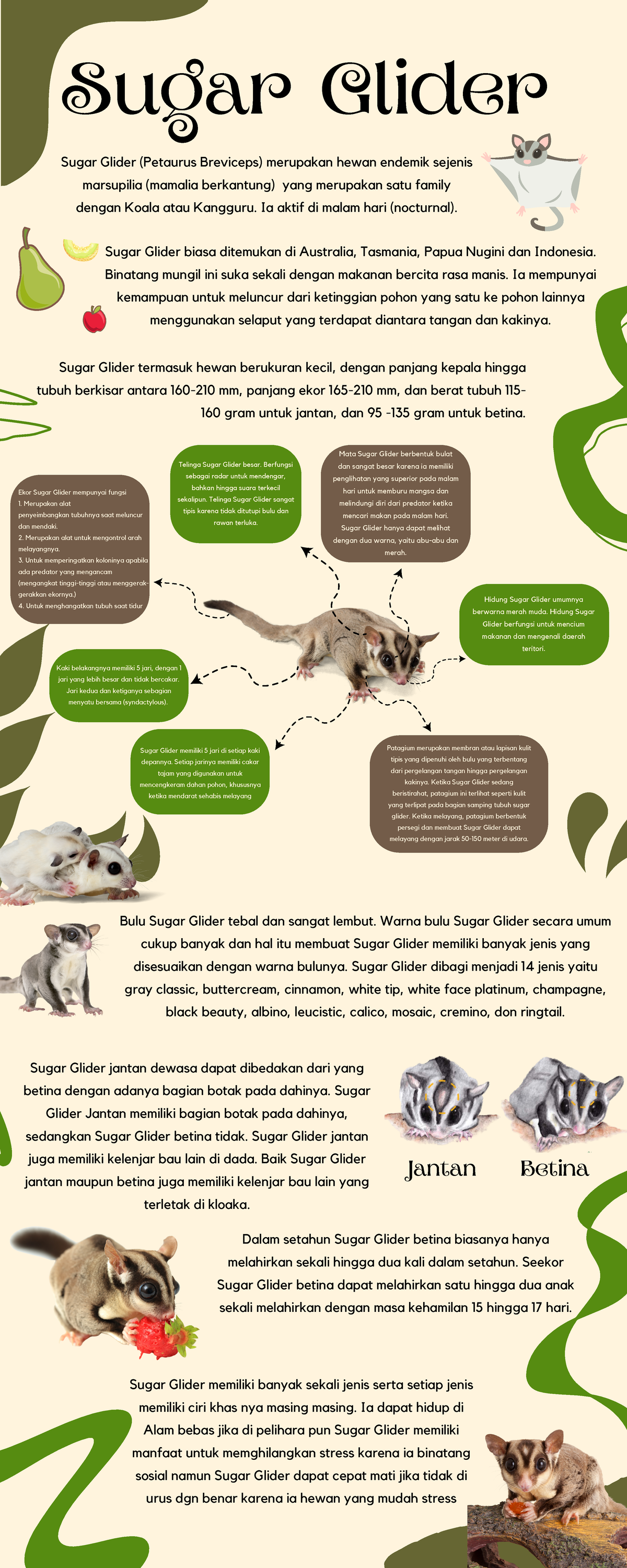 Sugar glider Kel 5 - cccccccccccccccccc - Sugar Glider Sugar Glider ...