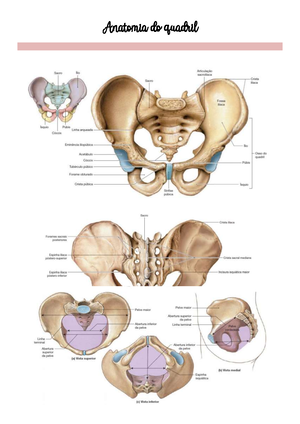 Anatomia ouvido - Orelha Externa, Pavilhão (orelha), Meato Acústico ...