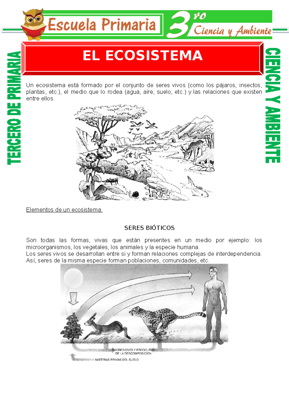 El Ecosistema para Tercero de Primaria - Tercero de Primaria Un ecosistema está formado por el ...