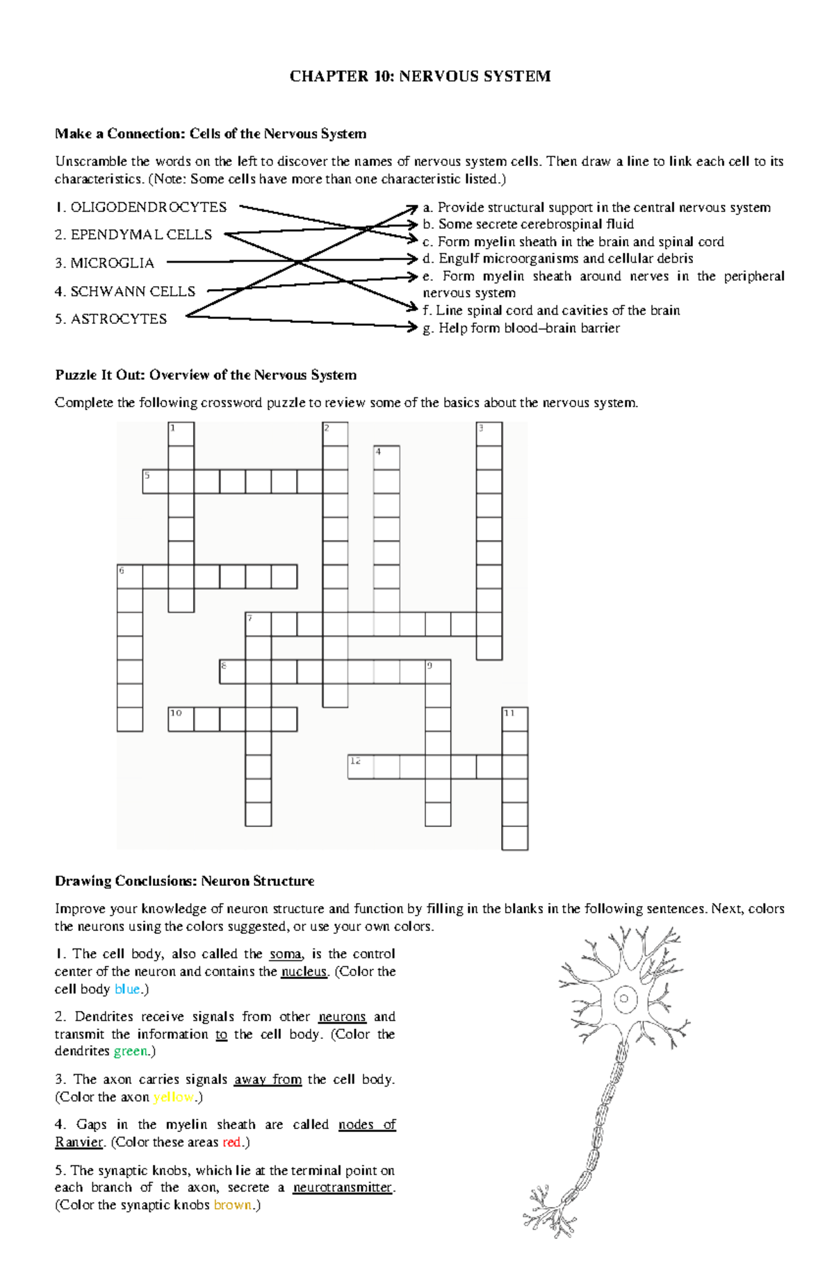 Anatomy and Physiology - Chapter 10-15 Answersheets - CHAPTER 10 ...