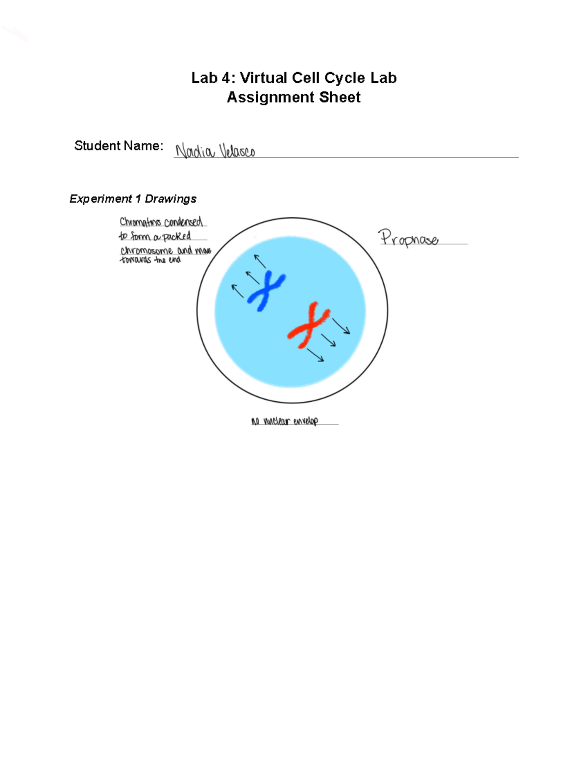 BIO 101 Lab 4 Assignment Sheet 1 2-1 j4Lu V - Lab 4: Virtual Cell Cycle ...