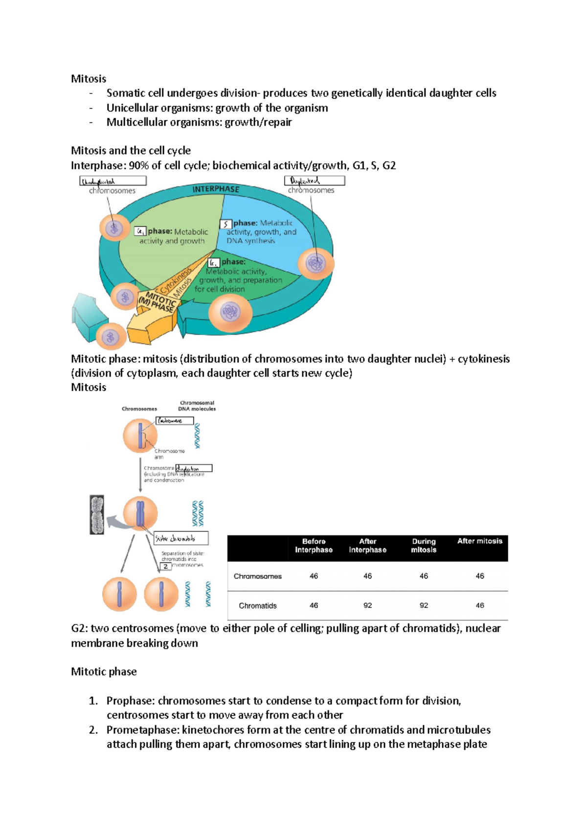 Mitosis:Meiosis - Notes - Mitosis - Somatic cell undergoes division ...