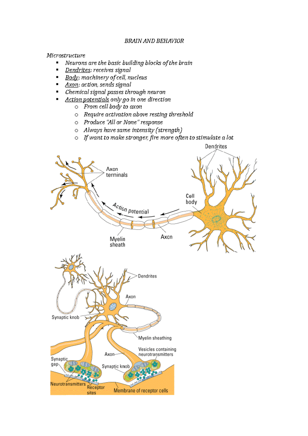 Brain and Behavior Notes - BRAIN AND BEHAVIOR Microstructure Neurons ...