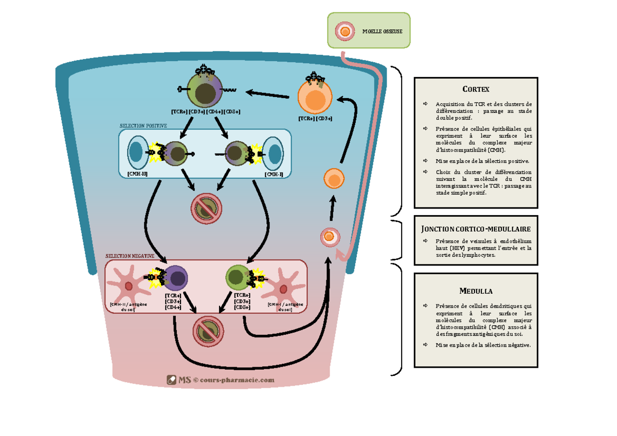 Ontogenese-LT schéma imm - MOELLE OSSEUSE SELECTION POSITIVE SELECTION ...