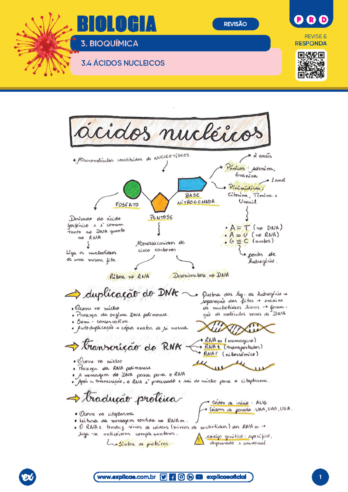 Mapa Mental Cidos Nucleicos