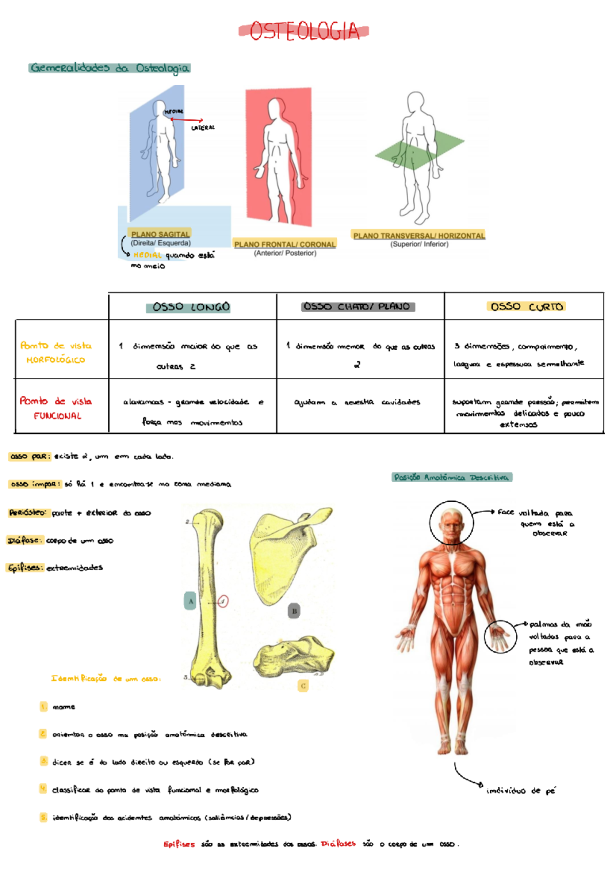 Resumo Geral Anatomia - MEMBRO SUPERIOR - Cintura Escapular o Clavícula ...