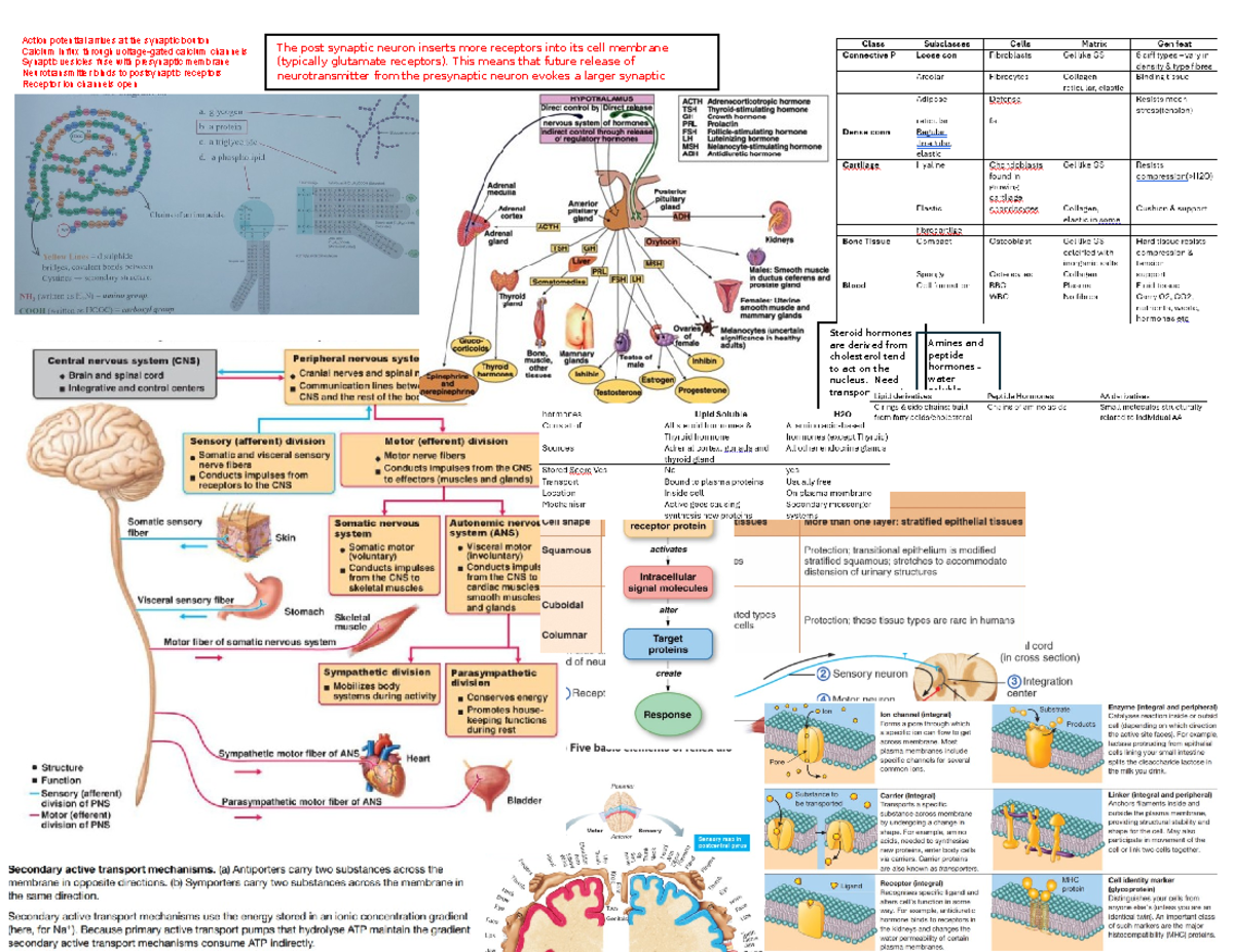 Study aid human bio - Action potential arrives at the synaptic bouton ...
