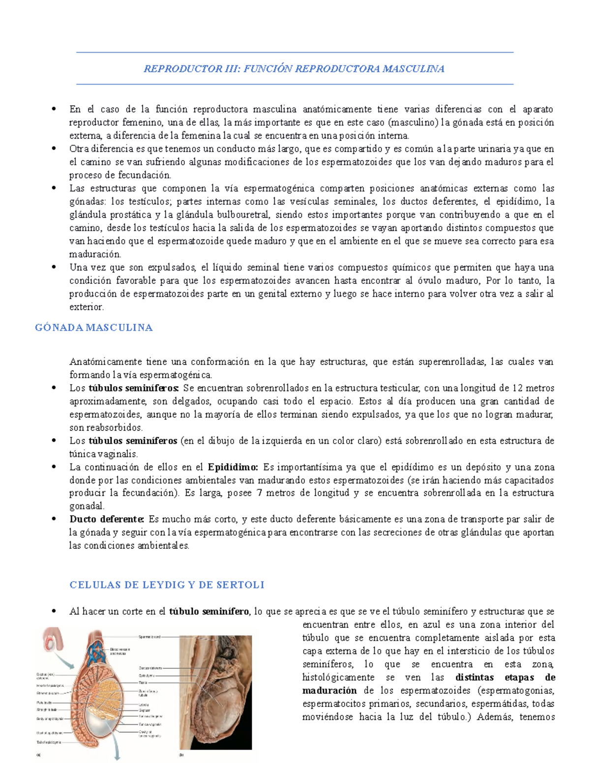 Reproductor III - REPRODUCTOR III: FUNCIÓN REPRODUCTORA MASCULINA En el ...