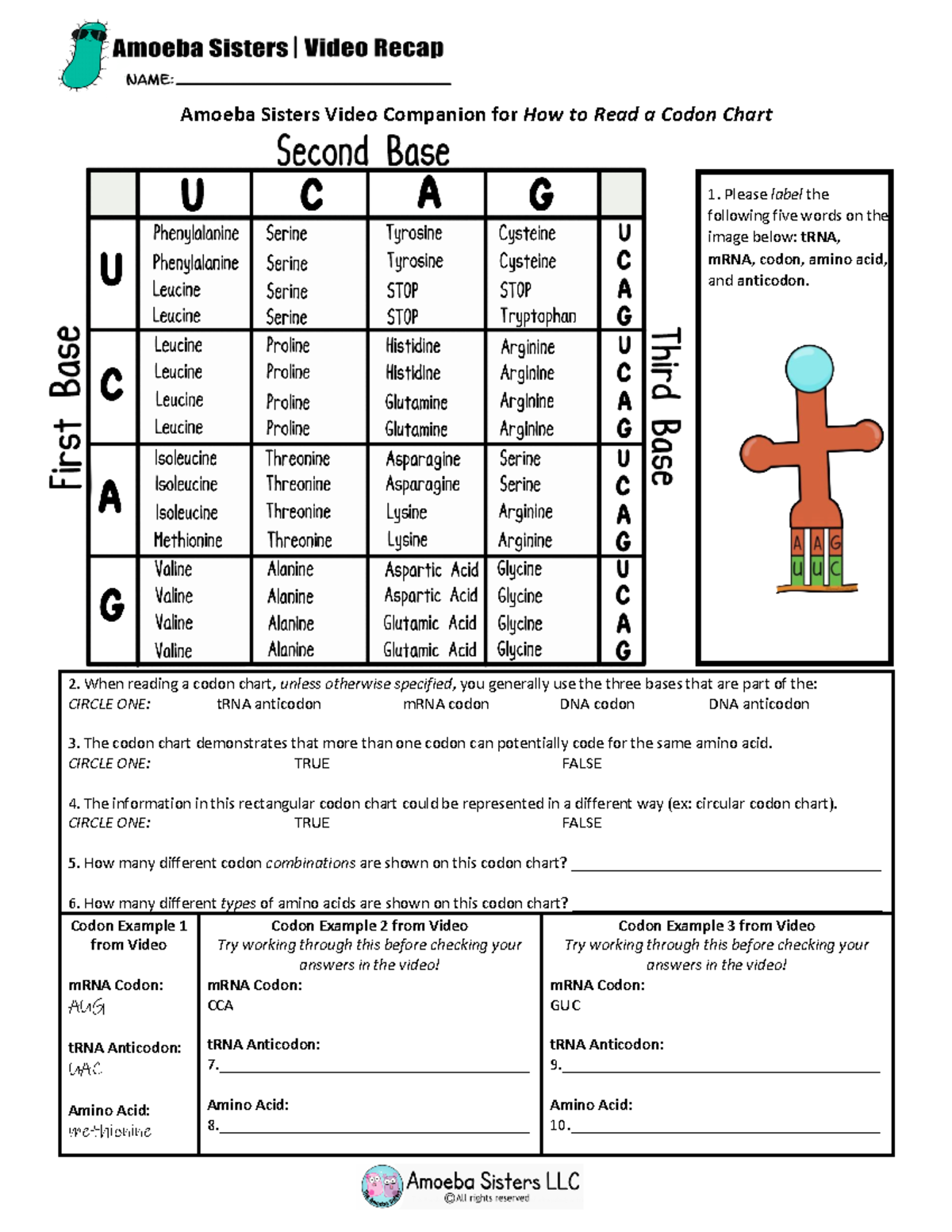AS codon chart - Amoeba Sisters Video Companion for How to Read a Codon ...