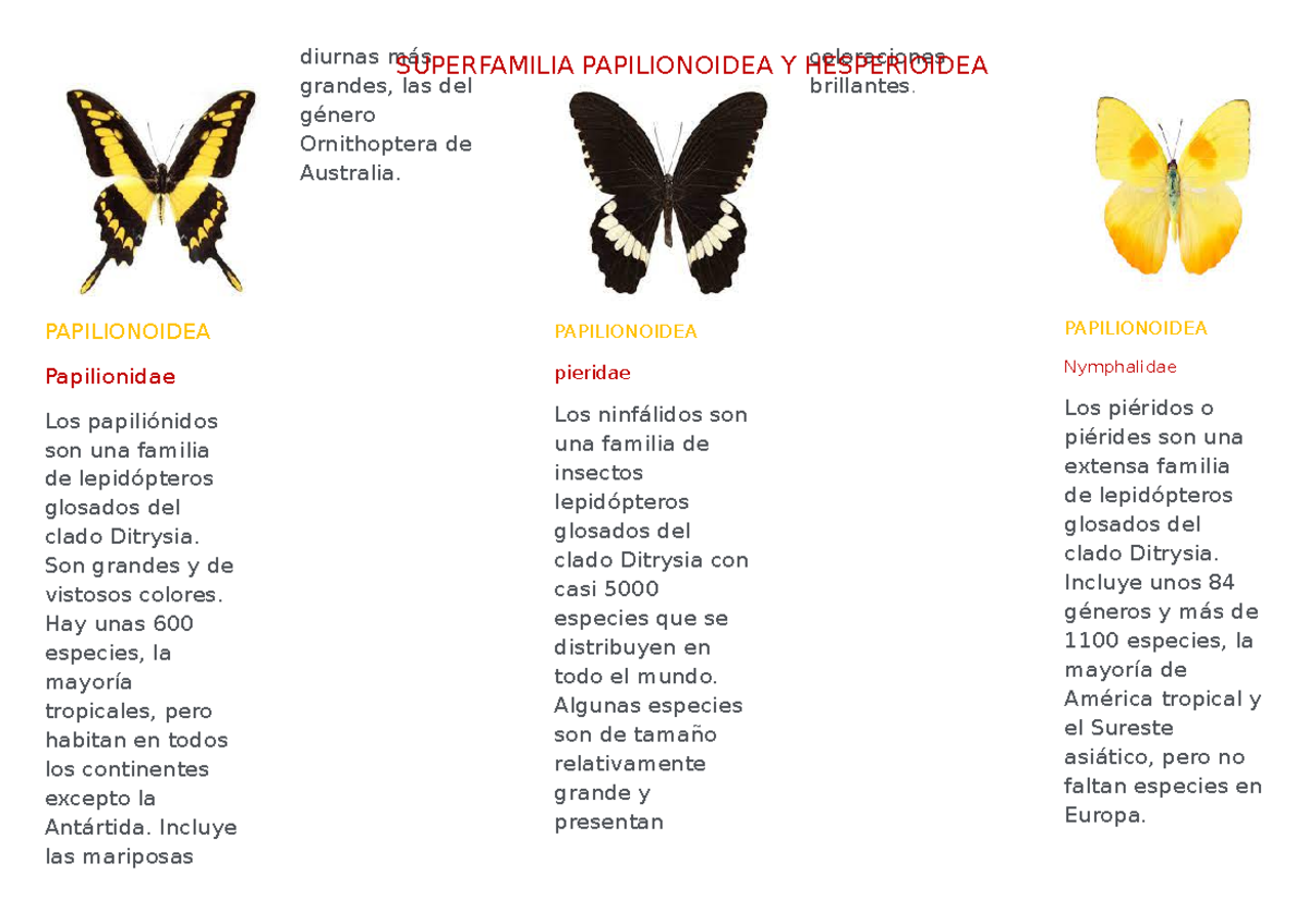 Papilionoidea - Exposicion - PAPILIONOIDEA Papilionidae Los ...